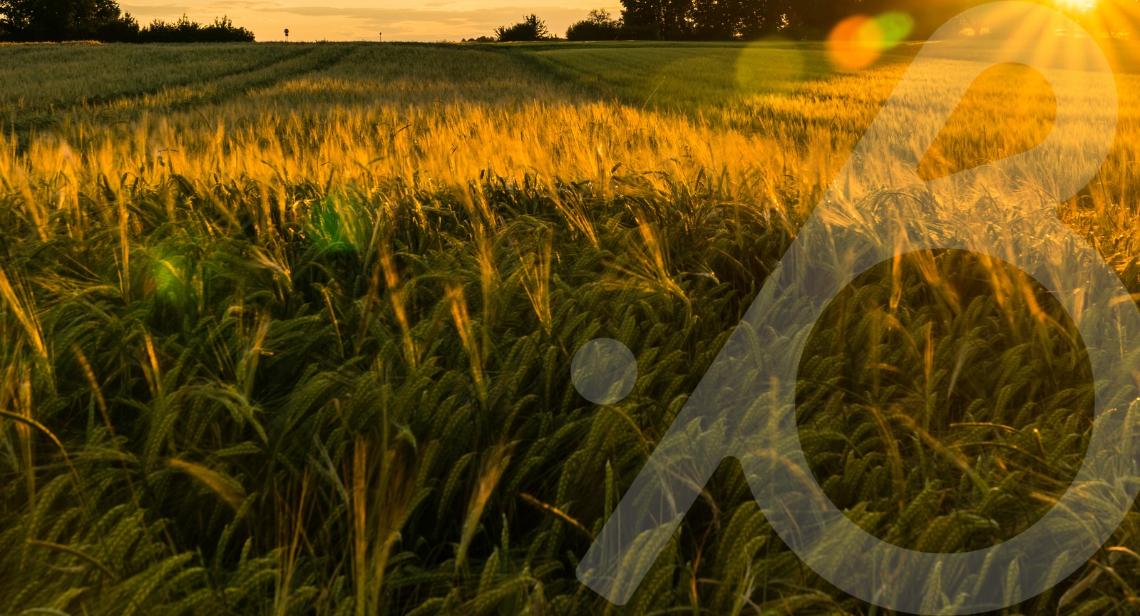 Microorganisms for agriculture - Bioversio Store